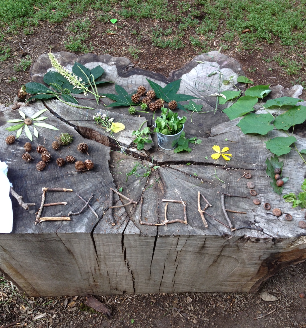 Design a Nature Display - Tinkergarten outdoor activities where kids ...